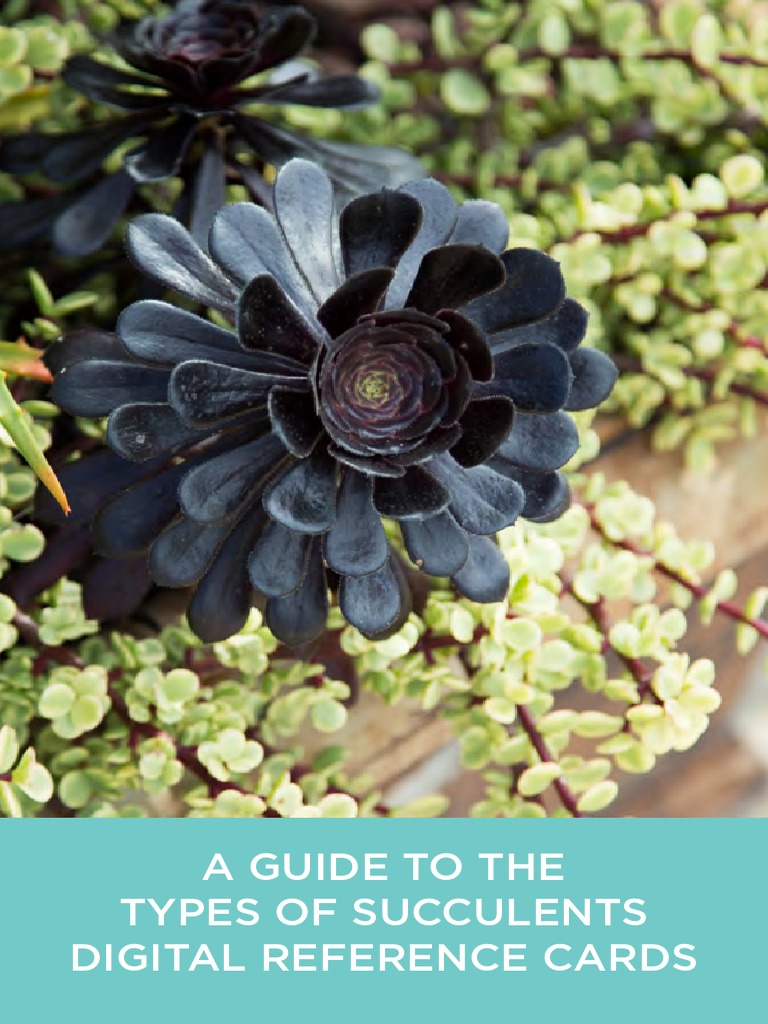 Succulent Care and Identification Guide | PDF | Seed | Succulent Plant