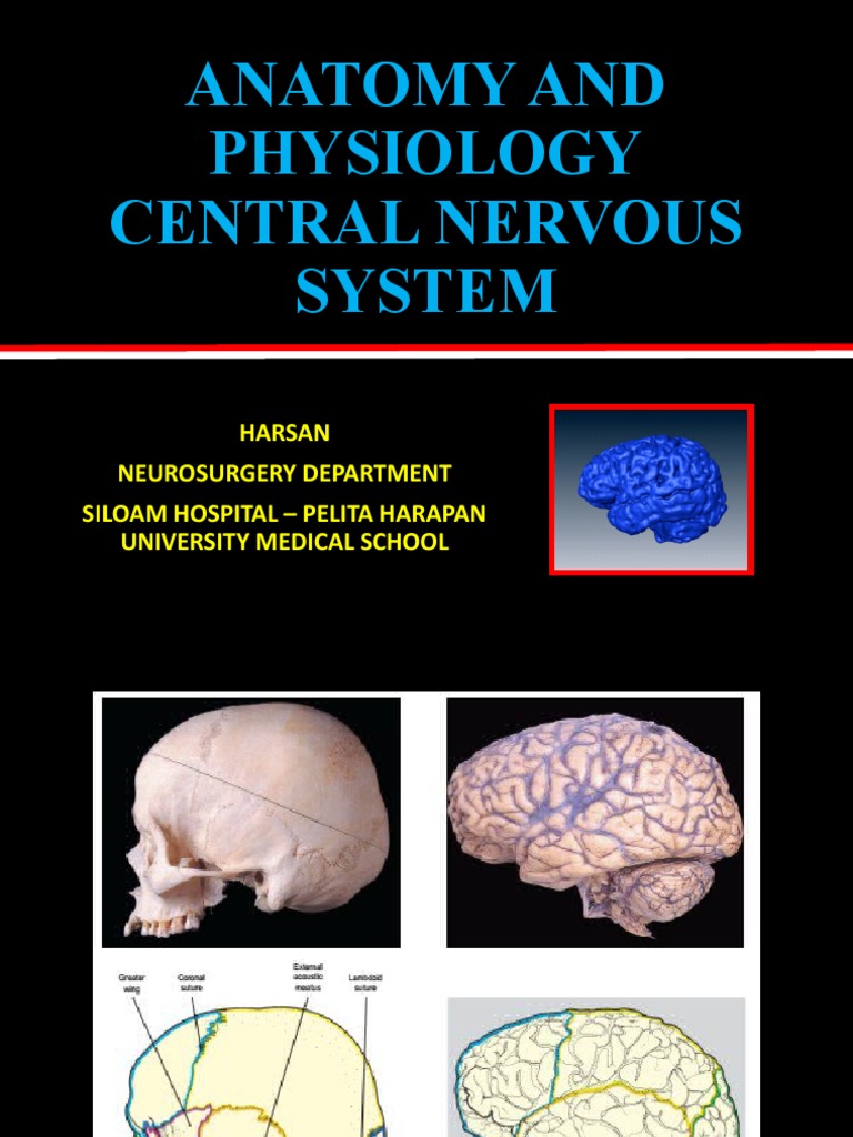 Anatomy and Physiology | PDF | Cerebellum | Brain