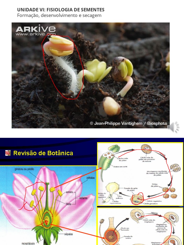 Fisiologia de Sementes | PDF | Semente | Germinação