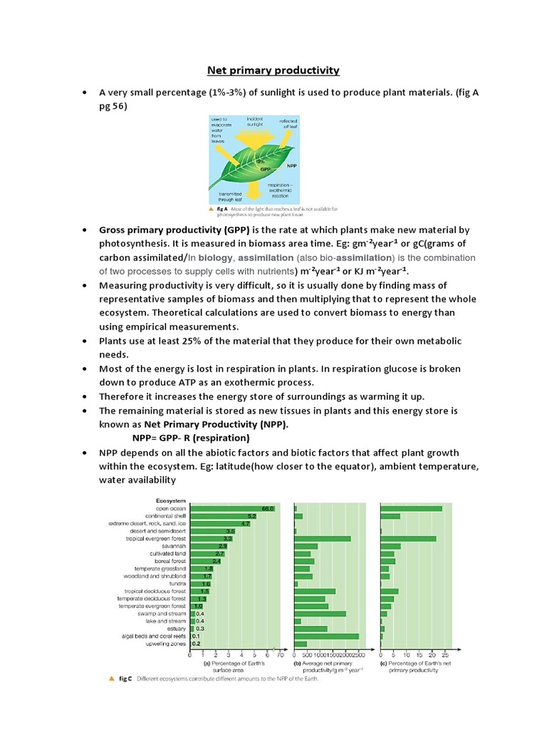 Understanding Net Primary Productivity | PDF | Primary Production ...
