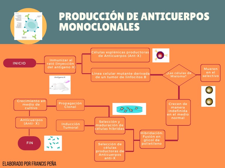 Anticuerpos Monoclonales | PDF