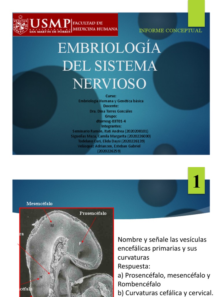 Informe 11 Embriologia Del Sistema Nervioso | PDF | Sistema nervioso ...