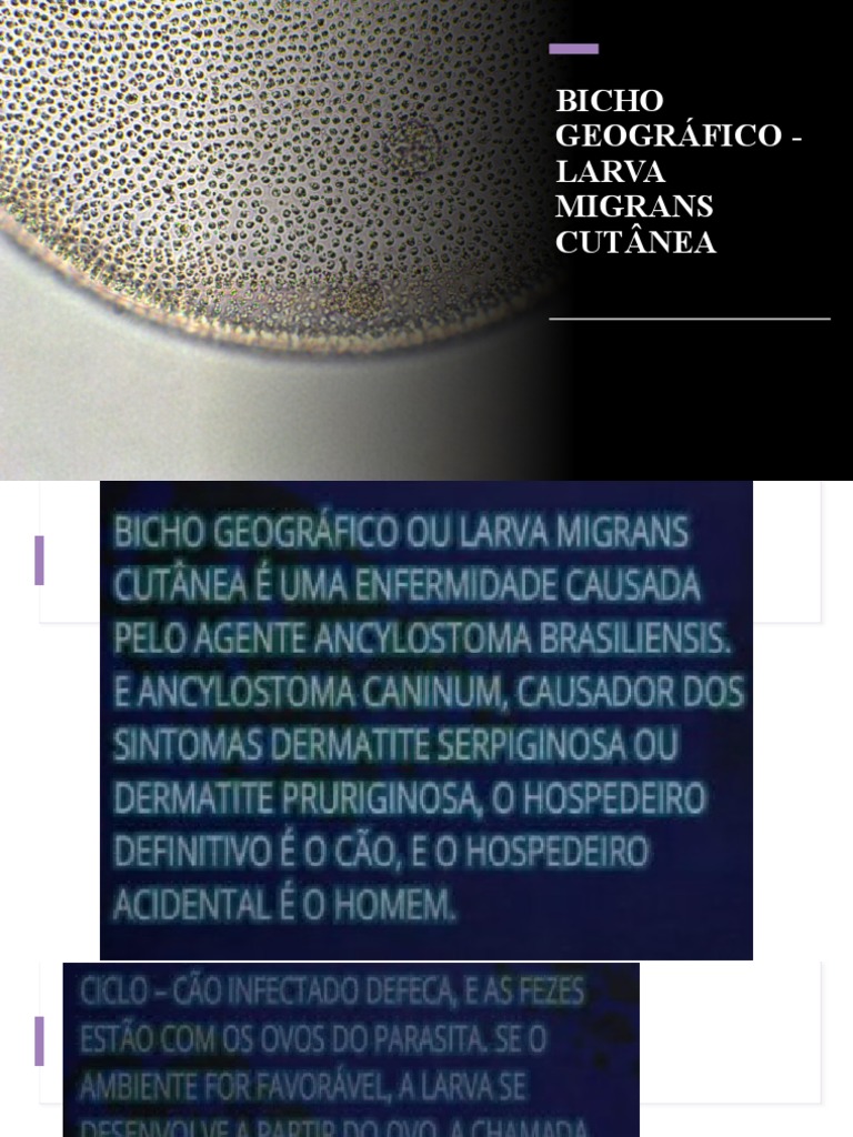 Bicho Geográfico - Larva Migrans Cutânea | PDF