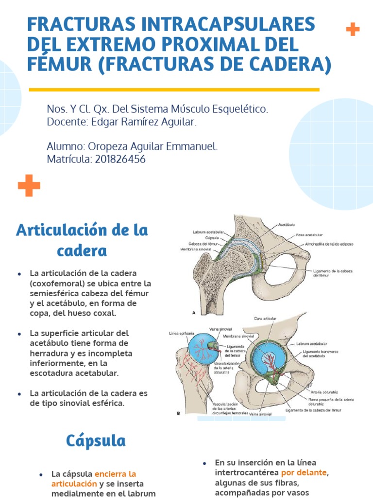 Fracturas de Cadera. | PDF | Sistema musculoesquelético | Anatomía del miembro inferior