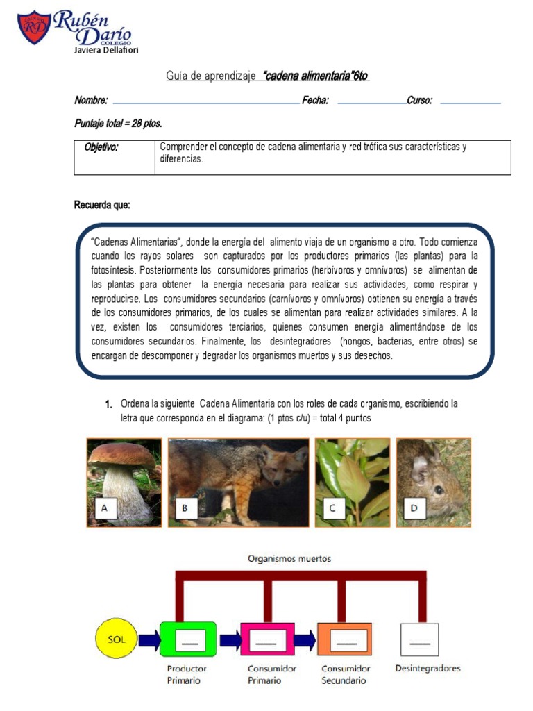 Guia Cadenas y Redes Alimentarias | PDF | Ciencia y matemáticas