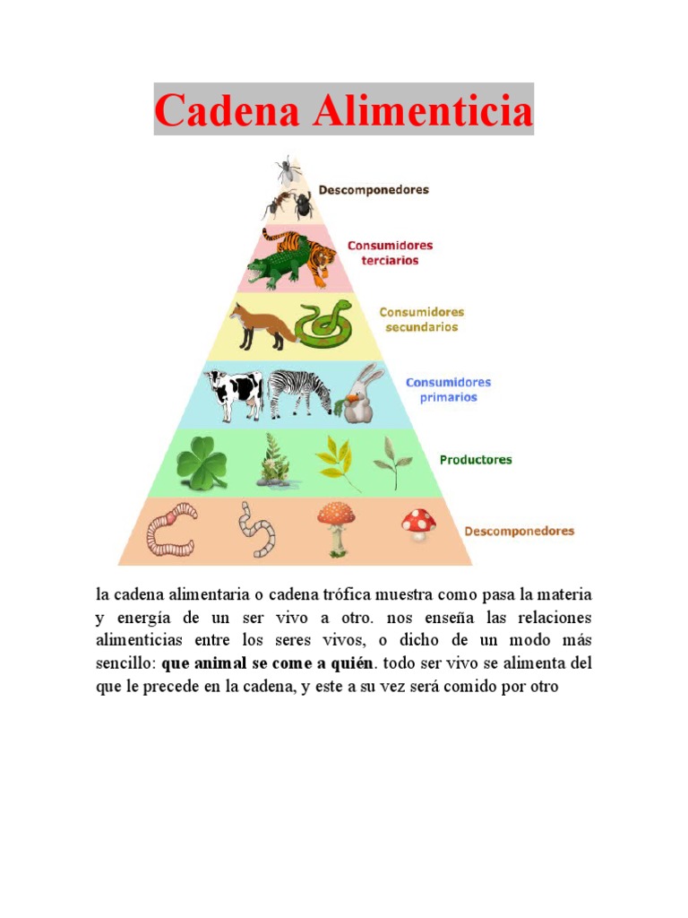 Pirámide Trófica y Cadena Alimenticia | PDF