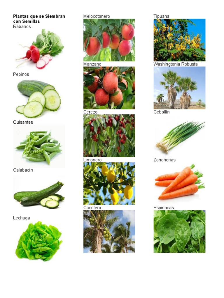 25 Plantas Que Se Siembran Con Semillas - 2021. | PDF