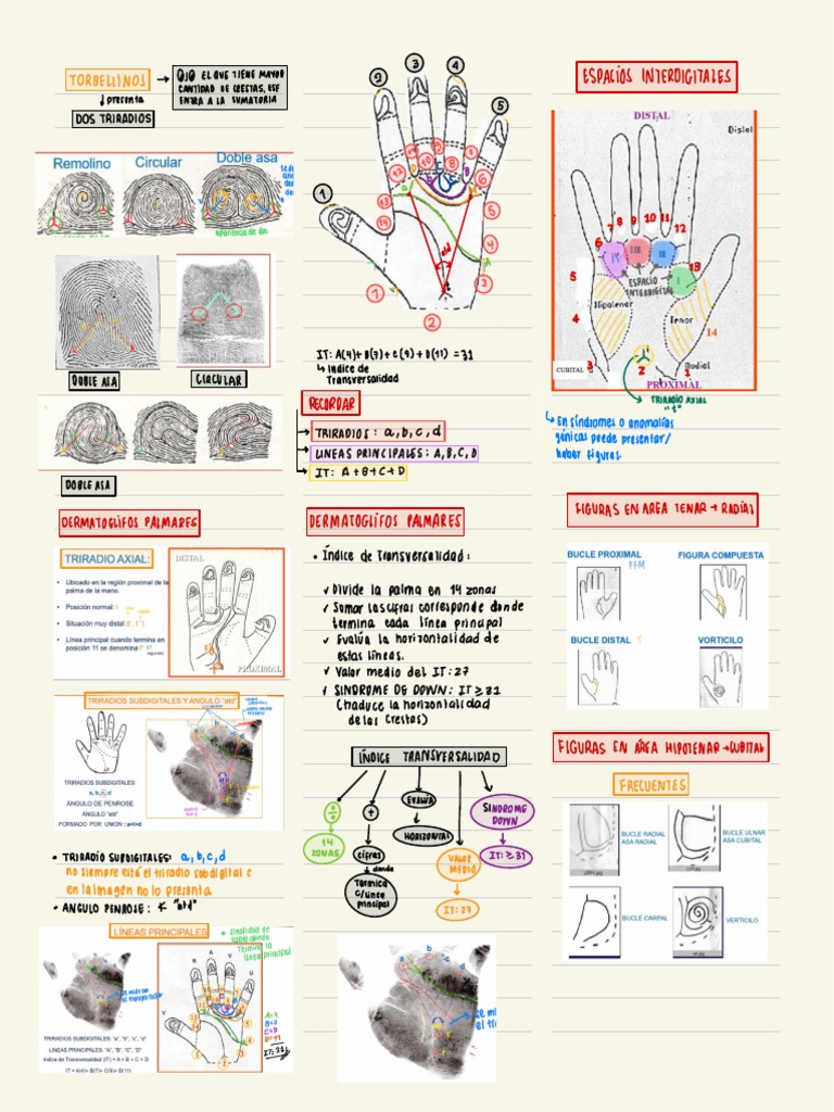 Dermatoglifos 2 | PDF