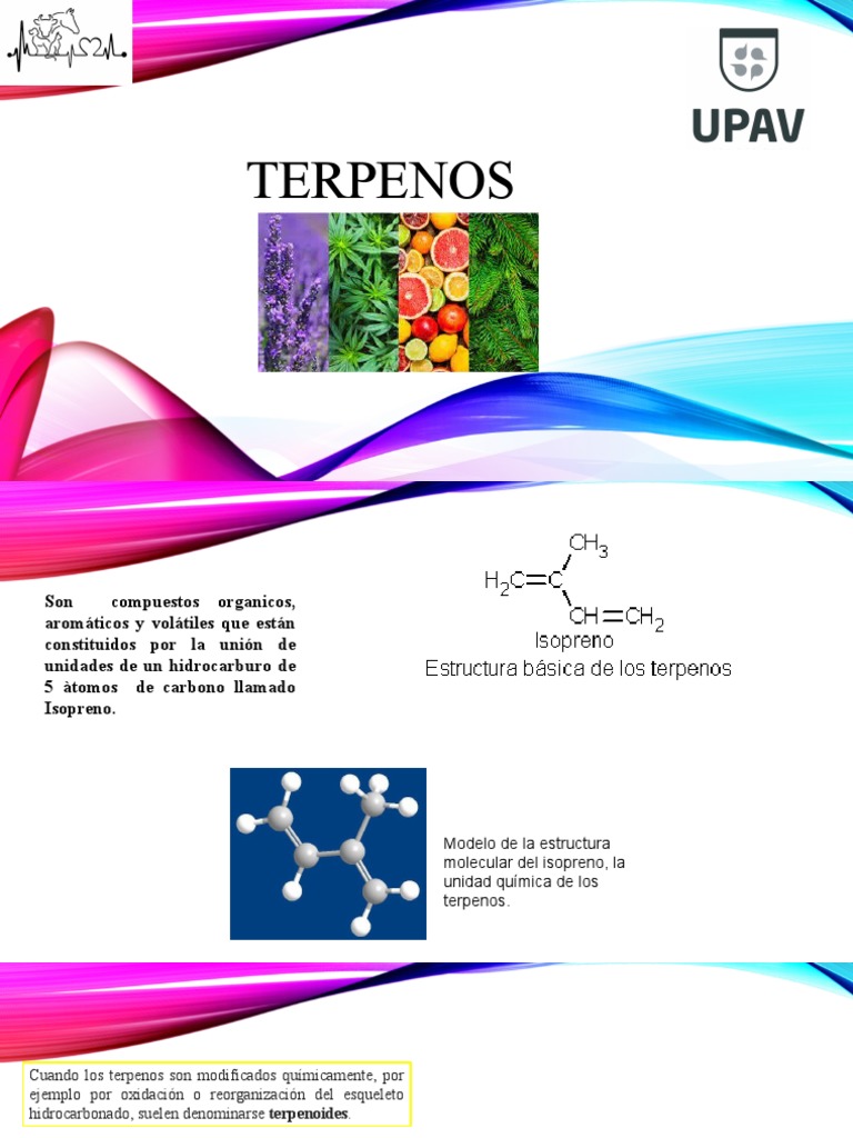 Estructura y ejemplos de terpenos | PDF | Vitamina a | Compuestos orgánicos