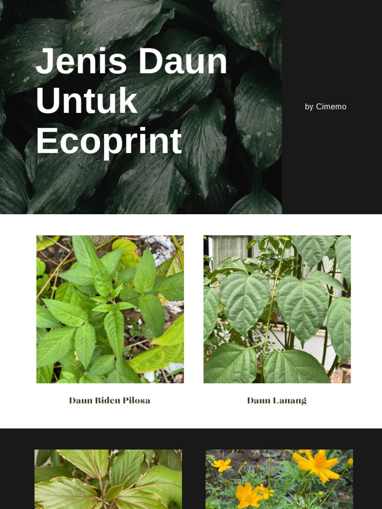 Daun Daun Ecoprint | PDF