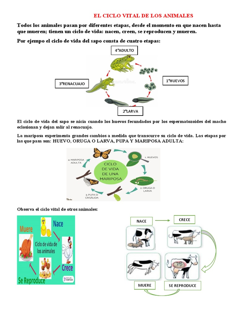 Ciclo Vital de los Animales | PDF