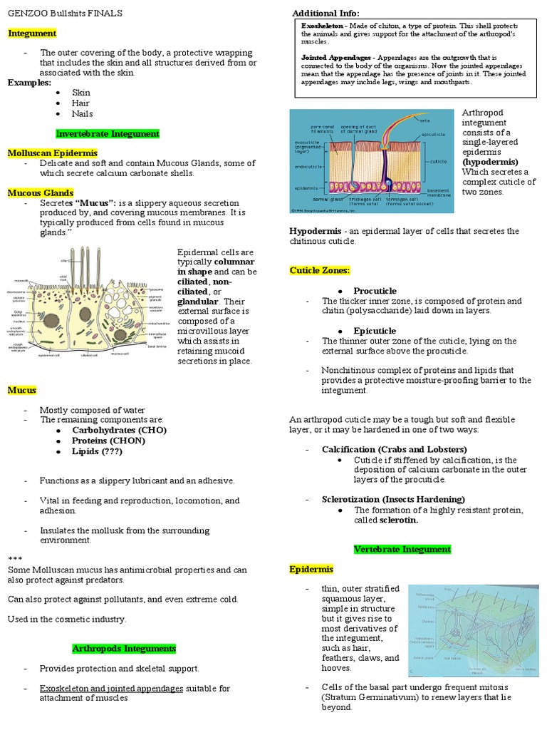 GENZOO Reviewer Finals Siguro | PDF | Heart | Integumentary System
