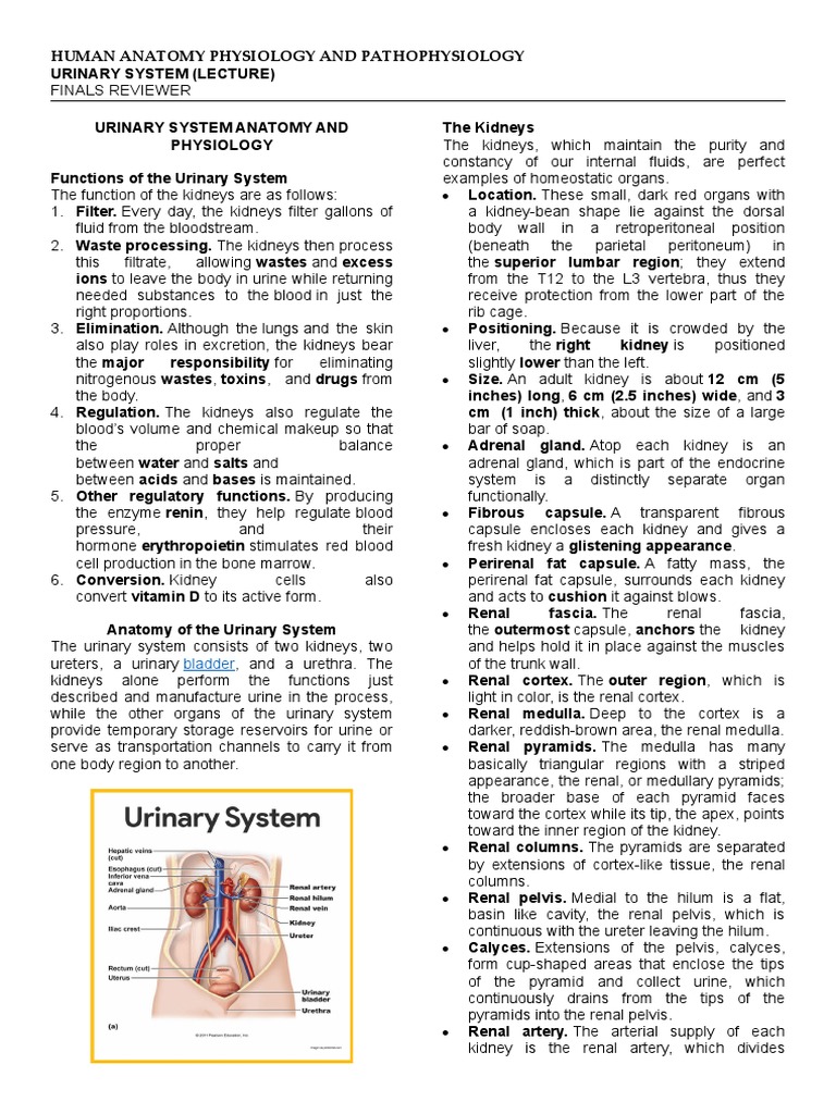 Urinary System | PDF | Kidney | Urinary System