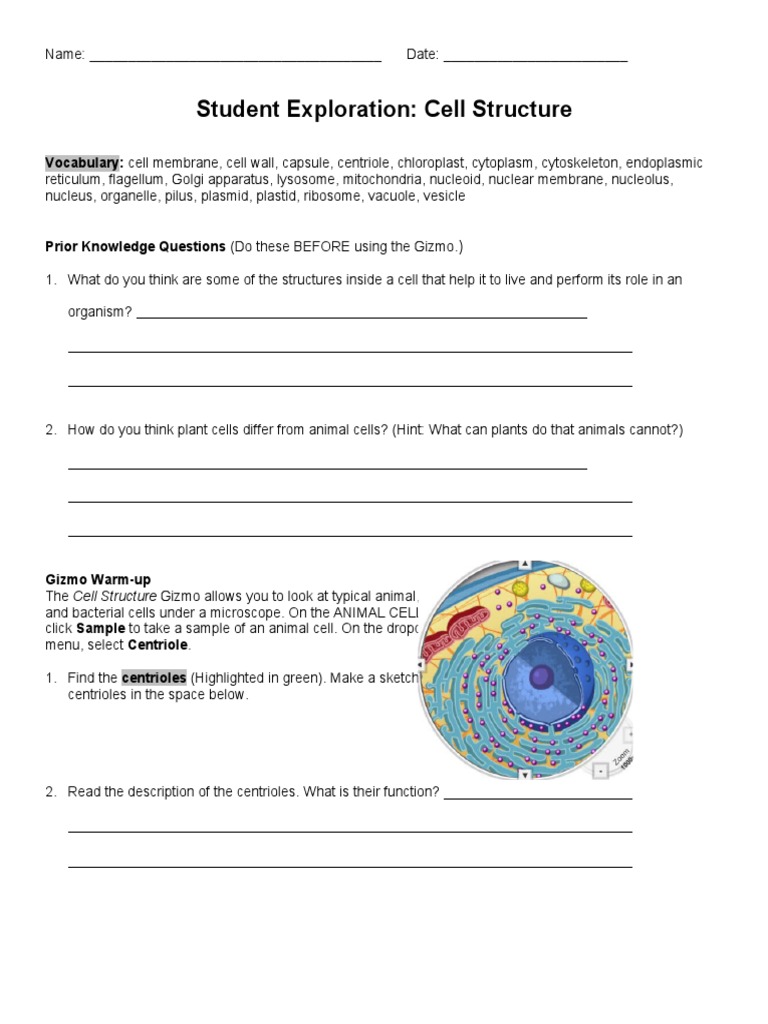 Activity 1.3 Exploring Cell | PDF