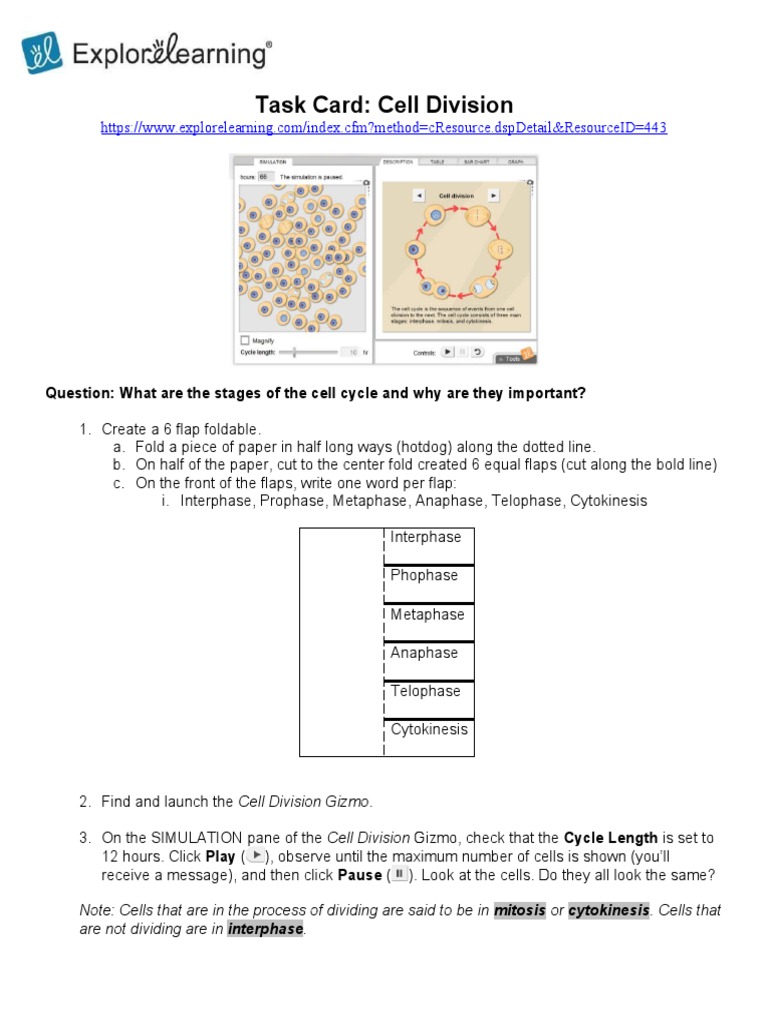 Cell Cycle and Mitosis Activity Guide | PDF | Mitosis | Cell Cycle