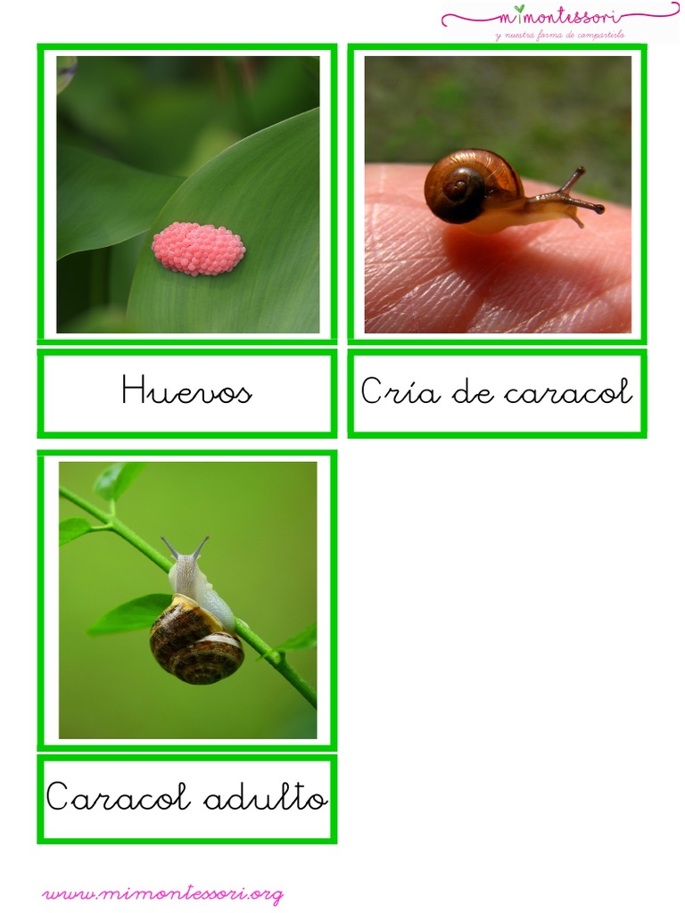 Ciclo de La Vida de Un Caracol Letra Ligada | PDF