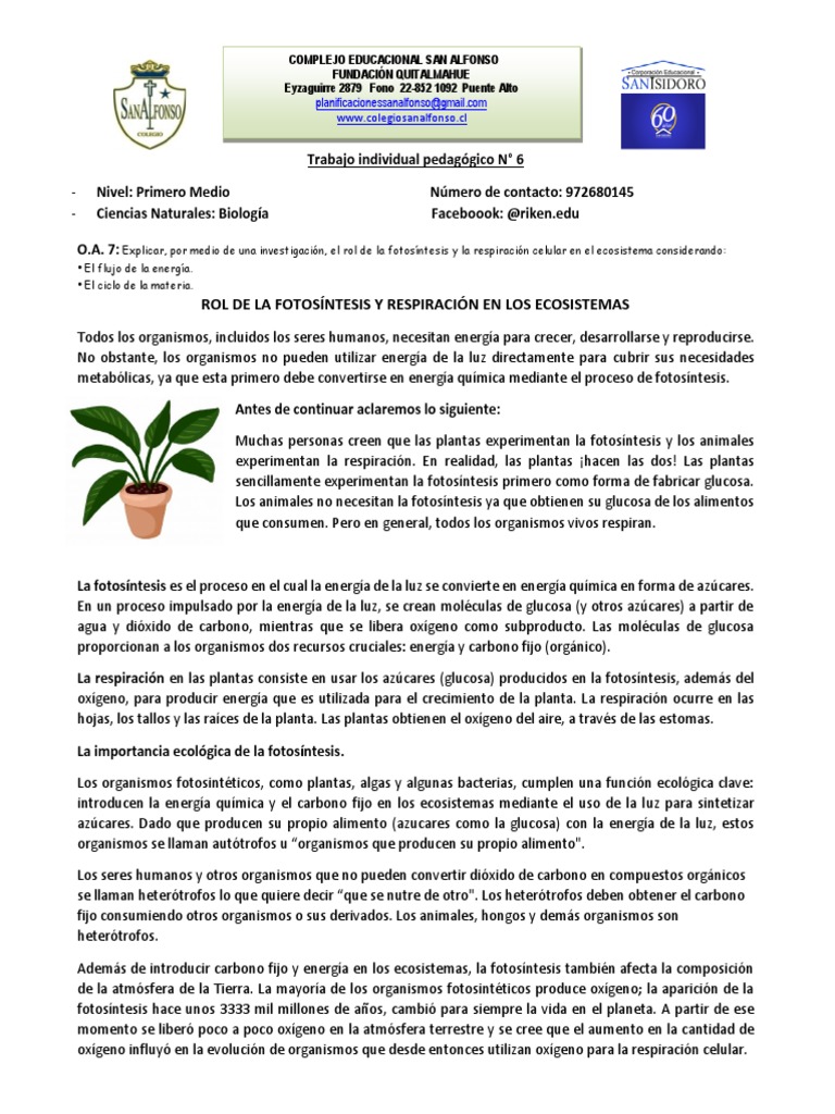 Biología Guía N°6 1 | PDF | Fotosíntesis | Plantas