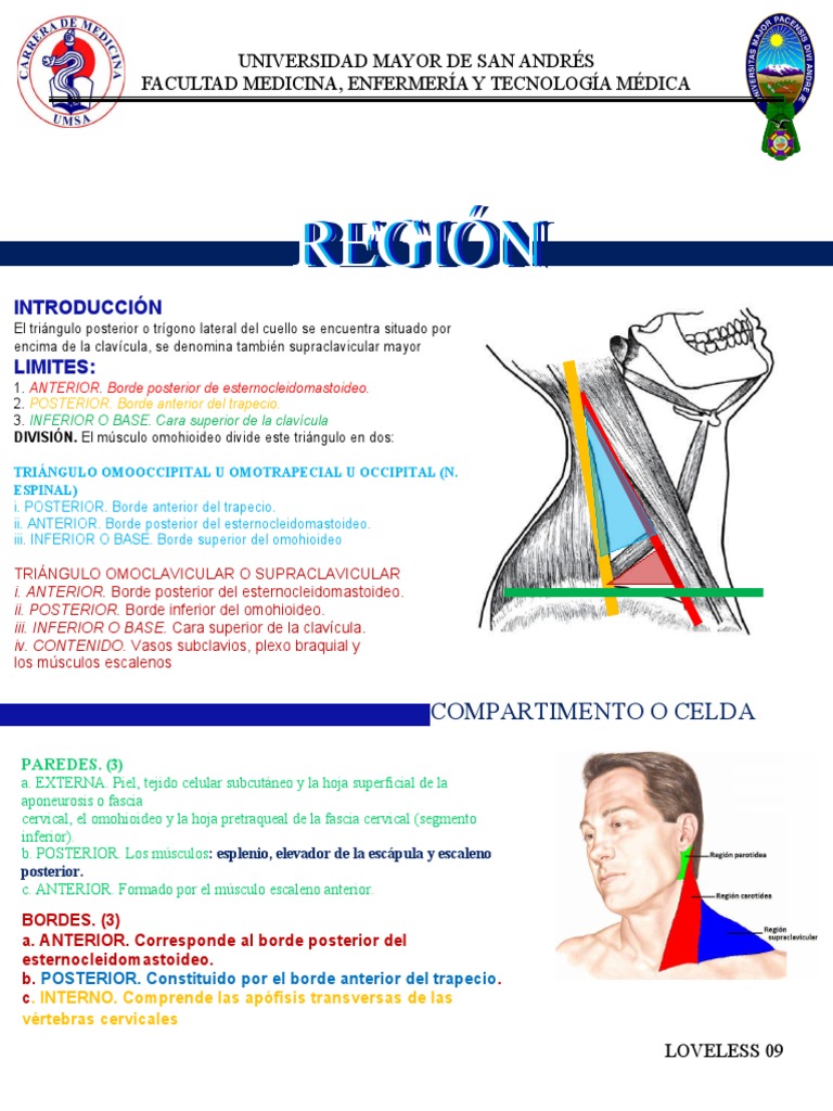 SUPRACLAVICULAR | PDF | Cabeza y cuello humanos | Tórax (anatomía humana)