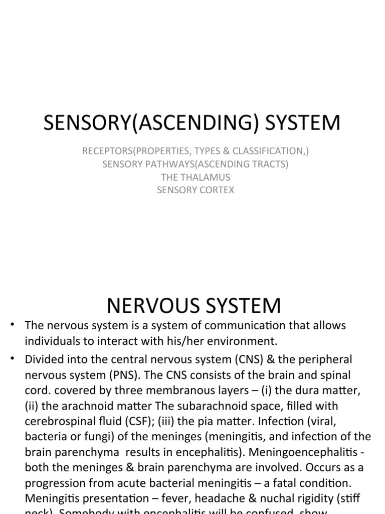 Ascending System | PDF | Thalamus | Somatosensory System