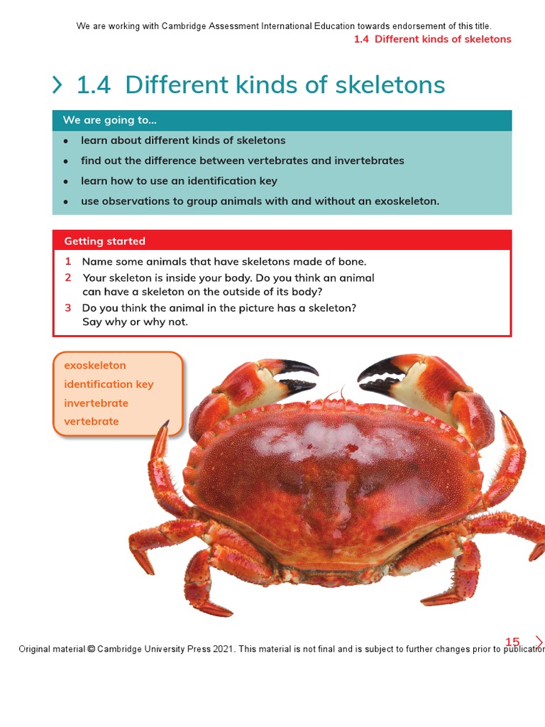 Stage 4 - Unit 1.4 | PDF | Skeleton | Invertebrate