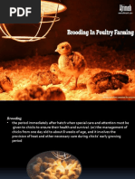 Introduction To Broiler Production Manual | PDF | Poultry Farming | Broiler
