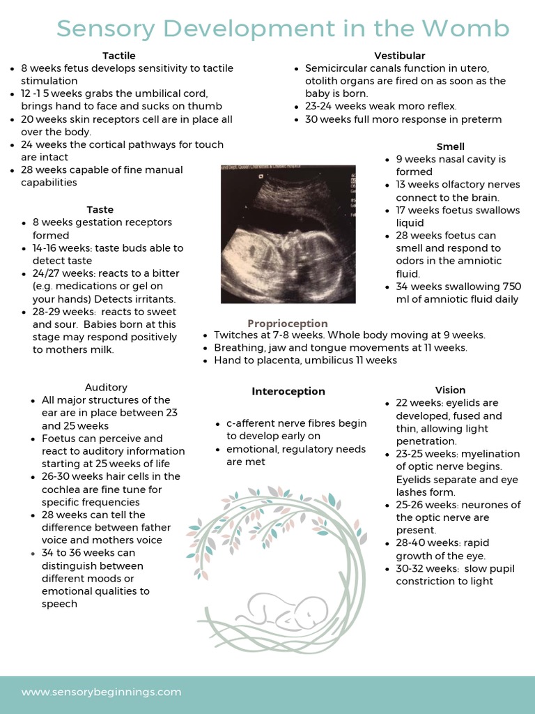 Sensory Development in The Womb | PDF | Somatosensory System | Fetus