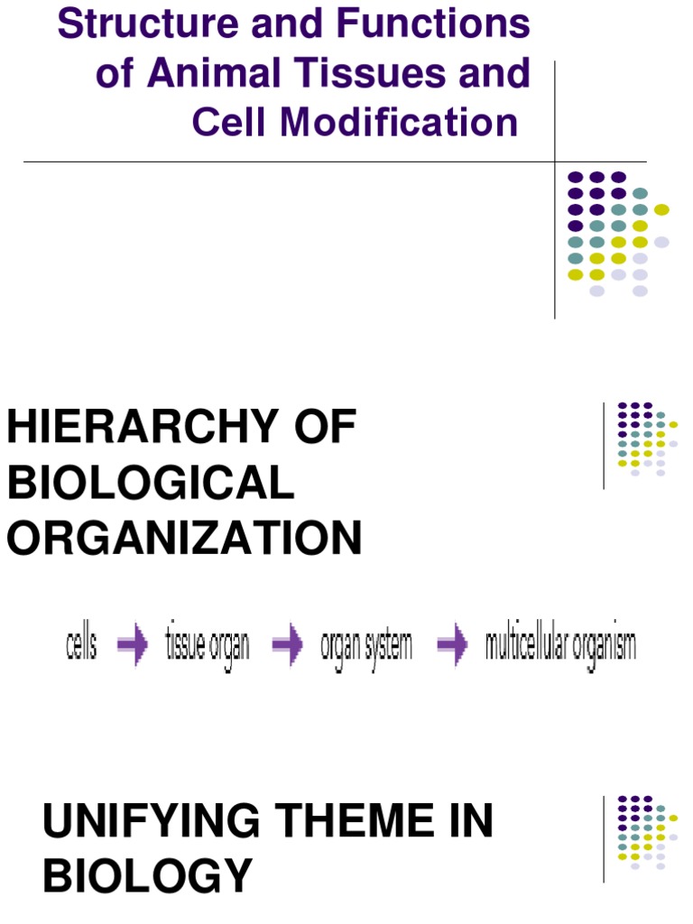 Animal Tissues | PDF | Epithelium | Tissue (Biology)