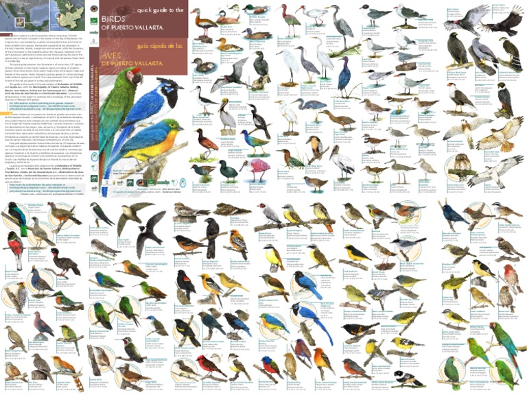 Birds of Puerto Vallarta Id Guide | PDF | Neognathae | Dinosaurs Of ...