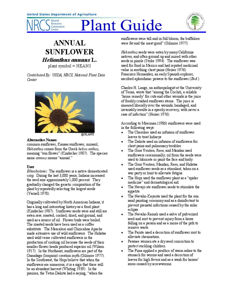 Sunflower: Cultivation and Uses | PDF | Sowing | Seed