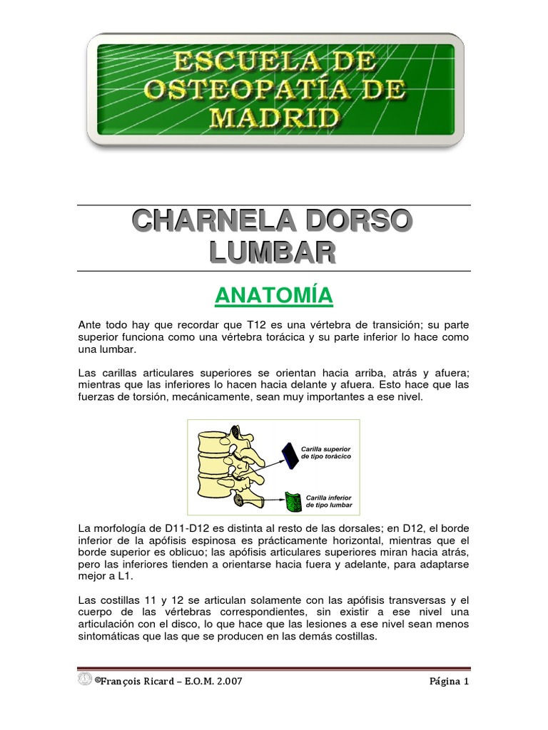 Anatomía y Patología de D12-L1 | PDF | Abdomen | La columna vertebral