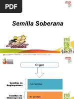 Características y cuidados del semillero | PDF | Siembra | Semilla