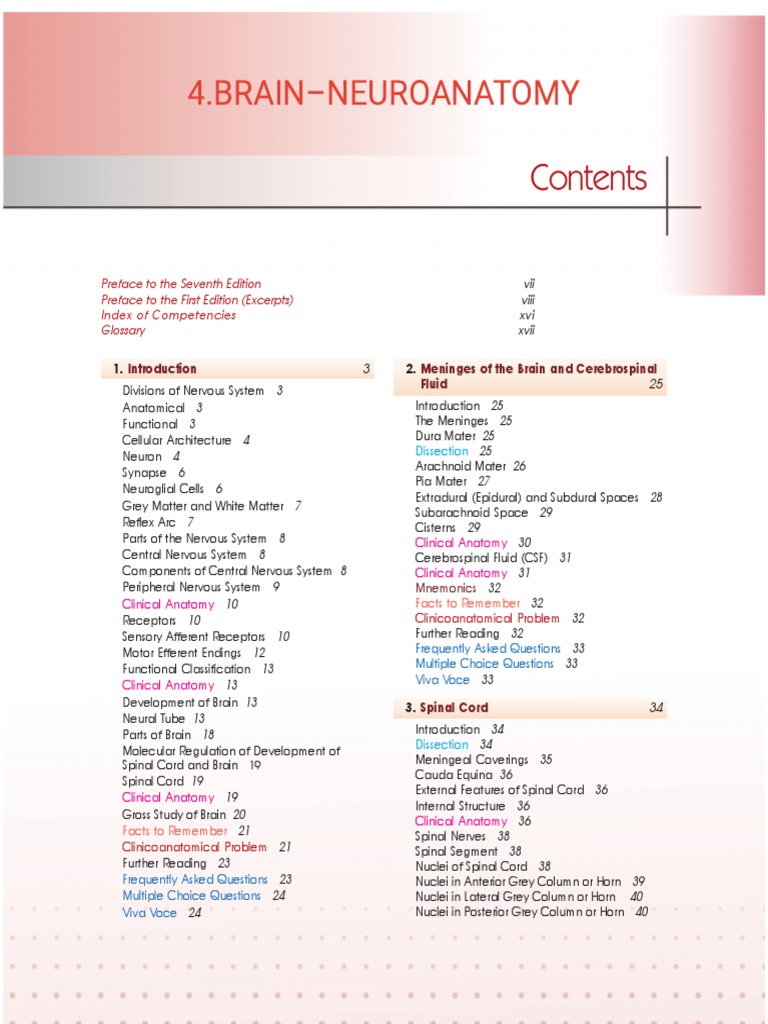 Ain Neuroanatomy | PDF | Spinal Cord | Cerebral Cortex