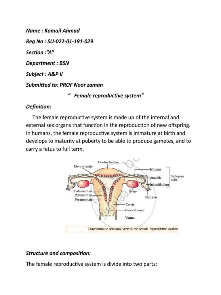 Female Reproductive System | PDF | Menstrual Cycle | Endocrine System
