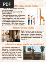 Anatomía y Fisiologia de La Jirafa | PDF