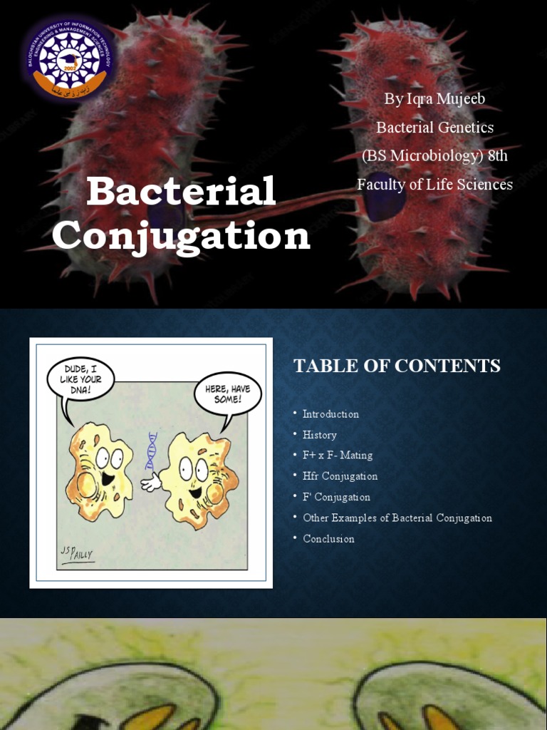 Bacterial Conjugation | PDF | Plasmid | Microscopy