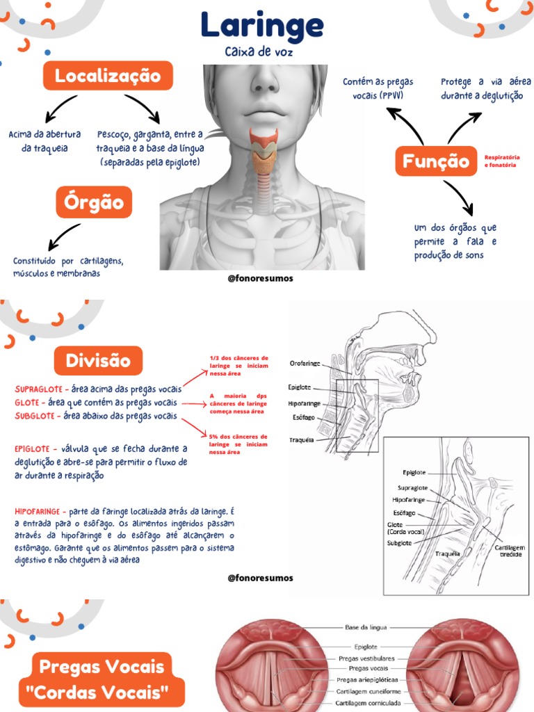 Laringe Mapa | PDF | Laringe | Anatomia