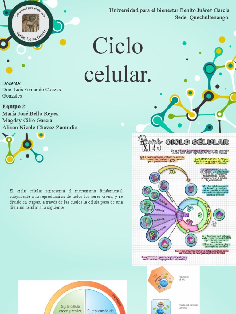 Ciclo Celular y Tipos de Células | PDF | Mitosis | Mitosis