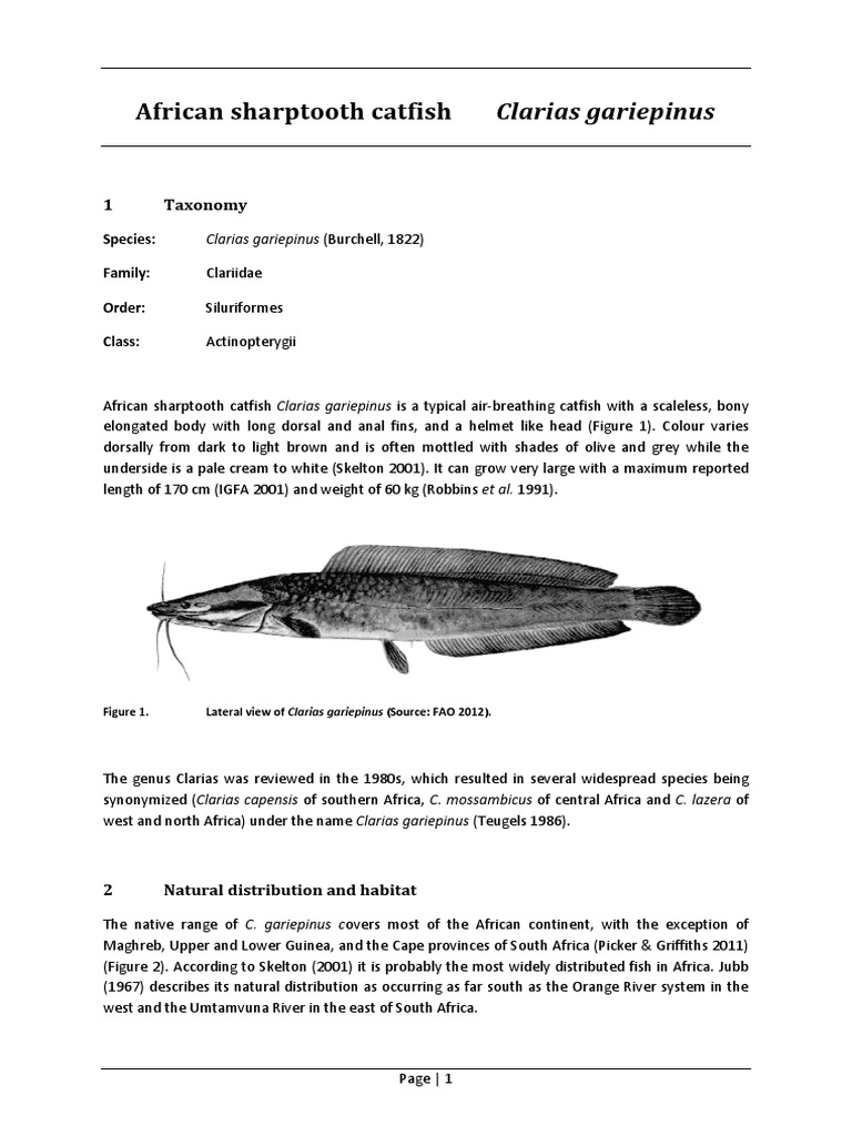African Sharptooth Catfish Clarias Gariepinus | PDF | Aquaculture | Introduced Species