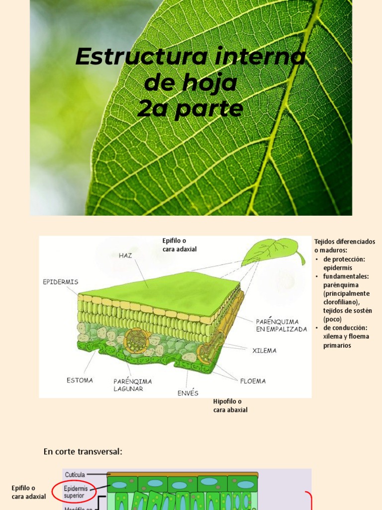 Anatomía De La Hoja PDF) Anatomia De La Hoja De Coca