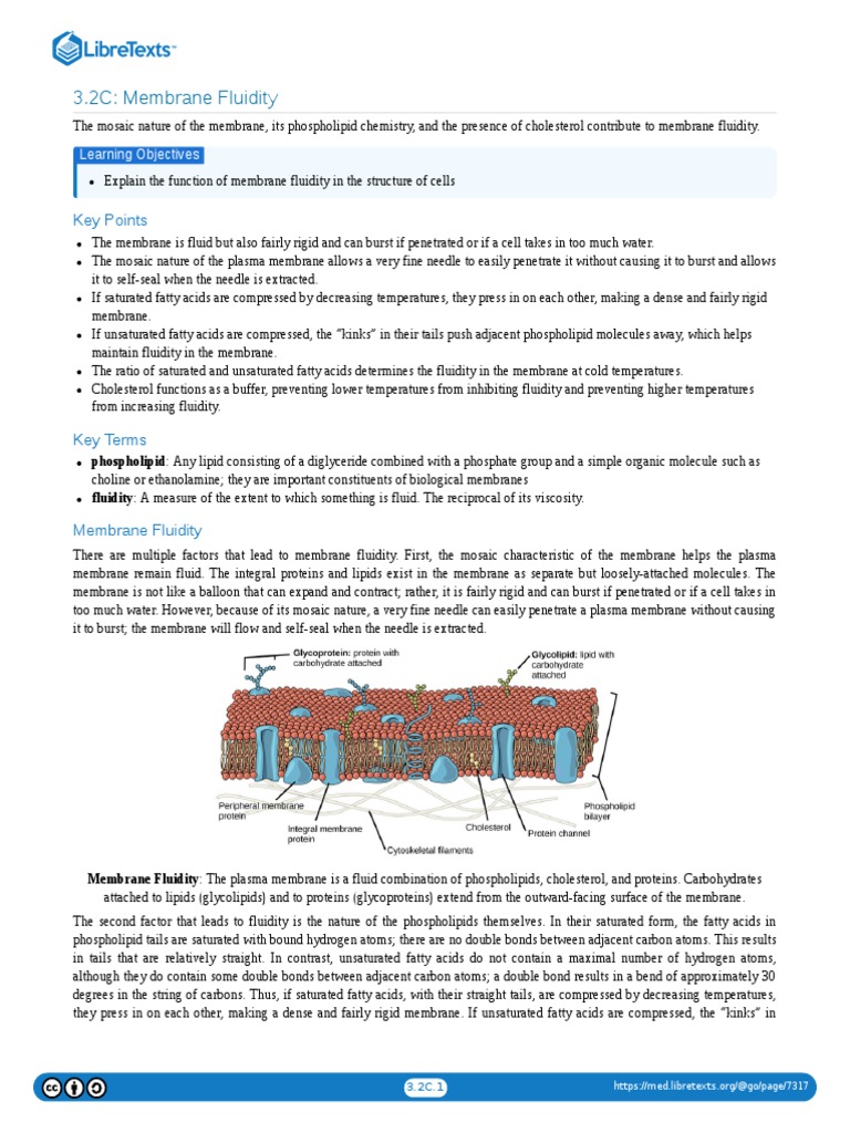 3.2C Membrane Fluidity | PDF | Cell Membrane | Fatty Acid