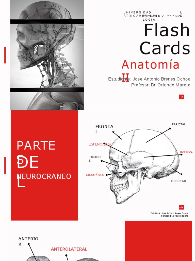 Flash Cards Anatomía Ii Descargar Gratis Pdf Cráneo Anatomía