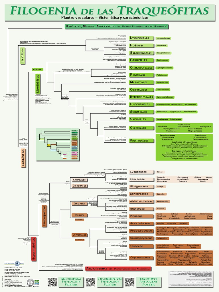 Filogenia Gimnosperma-2019 | Descargar gratis PDF | Helecho | Plantas