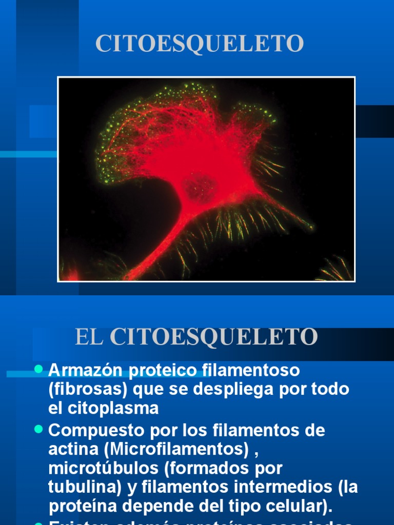 Citoesqueleto Clase 2023 | PDF | Microtúbulos | Actina
