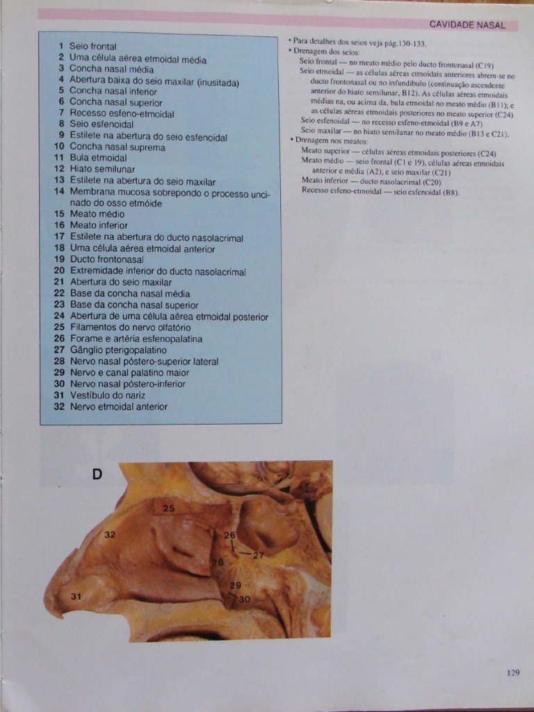 Anatomia dos Seios Paranasais | PDF | Anatomia humana | Cabeça e ...