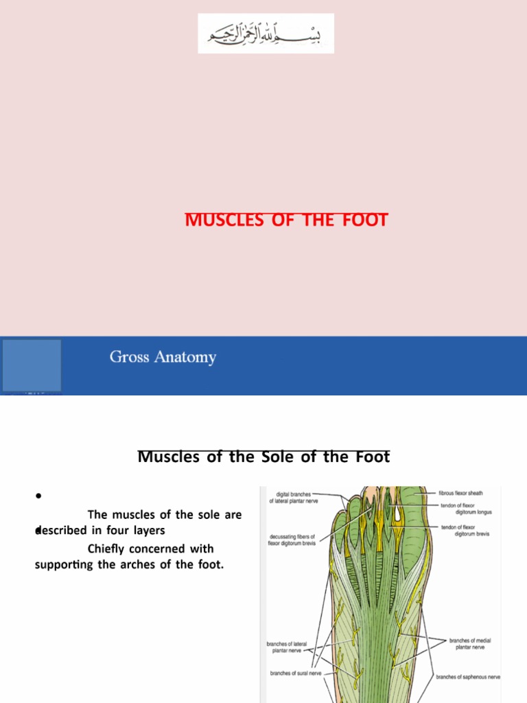 Muscle of The Foot | PDF
