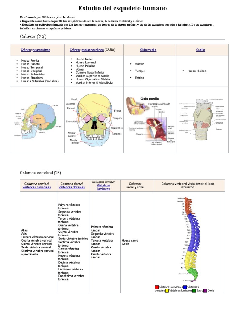 Estudio Del Esqueleto Humano (Los 206 Huesos) | PDF | Mano | Vértebra