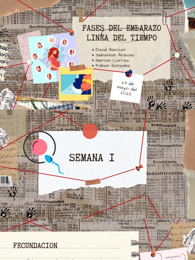Fases del Embarazo: Guía Completa | PDF | Placenta | Feto