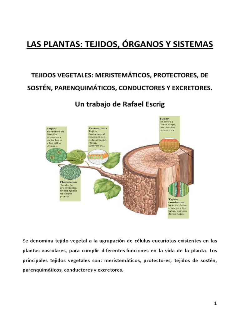Tejidos Órganos y Sistemas de Las Plantas 1 | PDF | Tallo de la planta ...