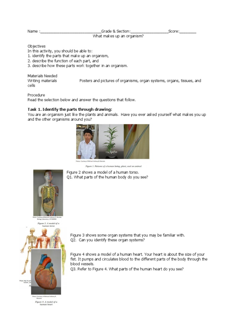 What Makes Up An Organism - Activity | PDF