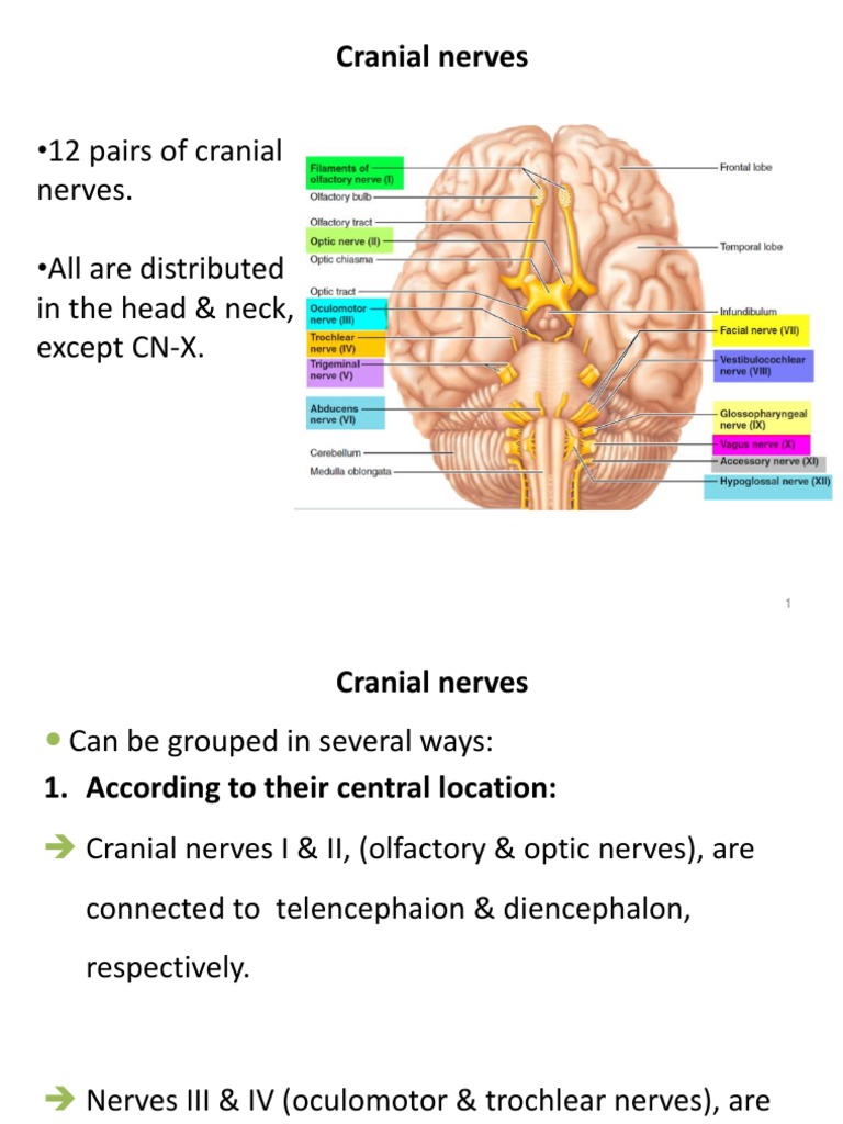 Handout Cranial Nerves | PDF | Neuroanatomy | Nervous System